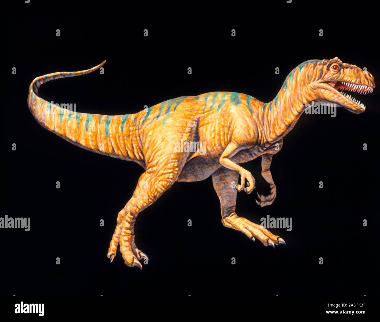 Allosaurus dinosaur. Artwork of an Allosaurus dinosaur (Allosaurus sp.). Allosaurs were large ...