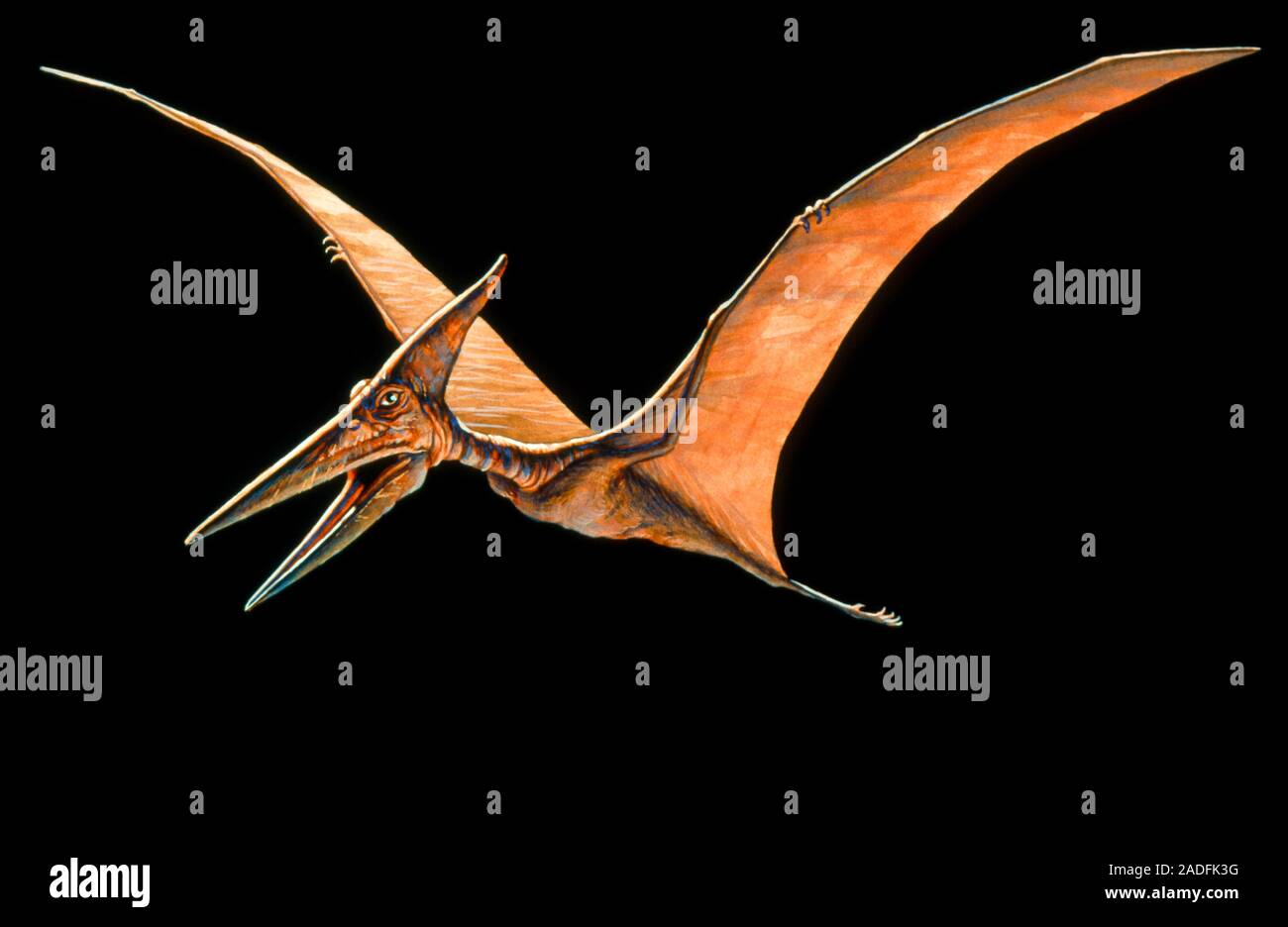Pteranodon. Artwork of the flying reptile Pteranodon sp.. This genus ...