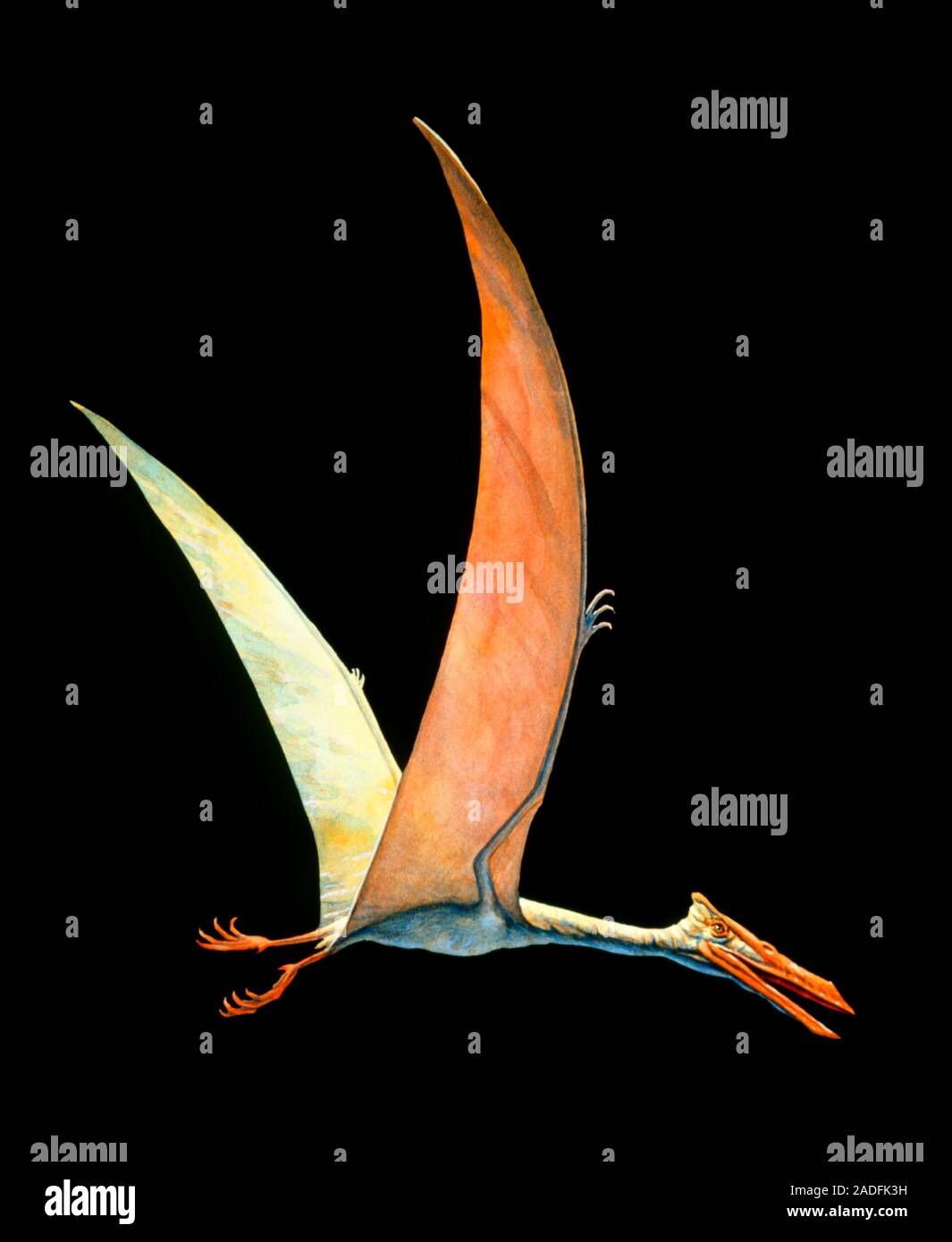 Quetzalcoatlus. Artwork of a flying Quetzalcoatlus (Quetzalcoatlus sp ...