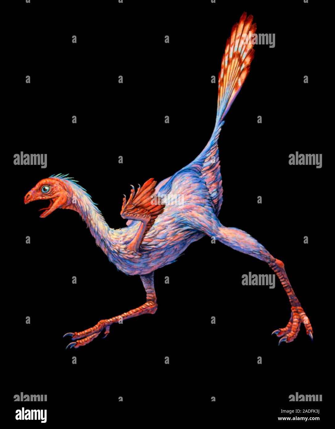 Caudipteryx. Artwork of Caudipteryx sp., a small bird-like dinosaur ...