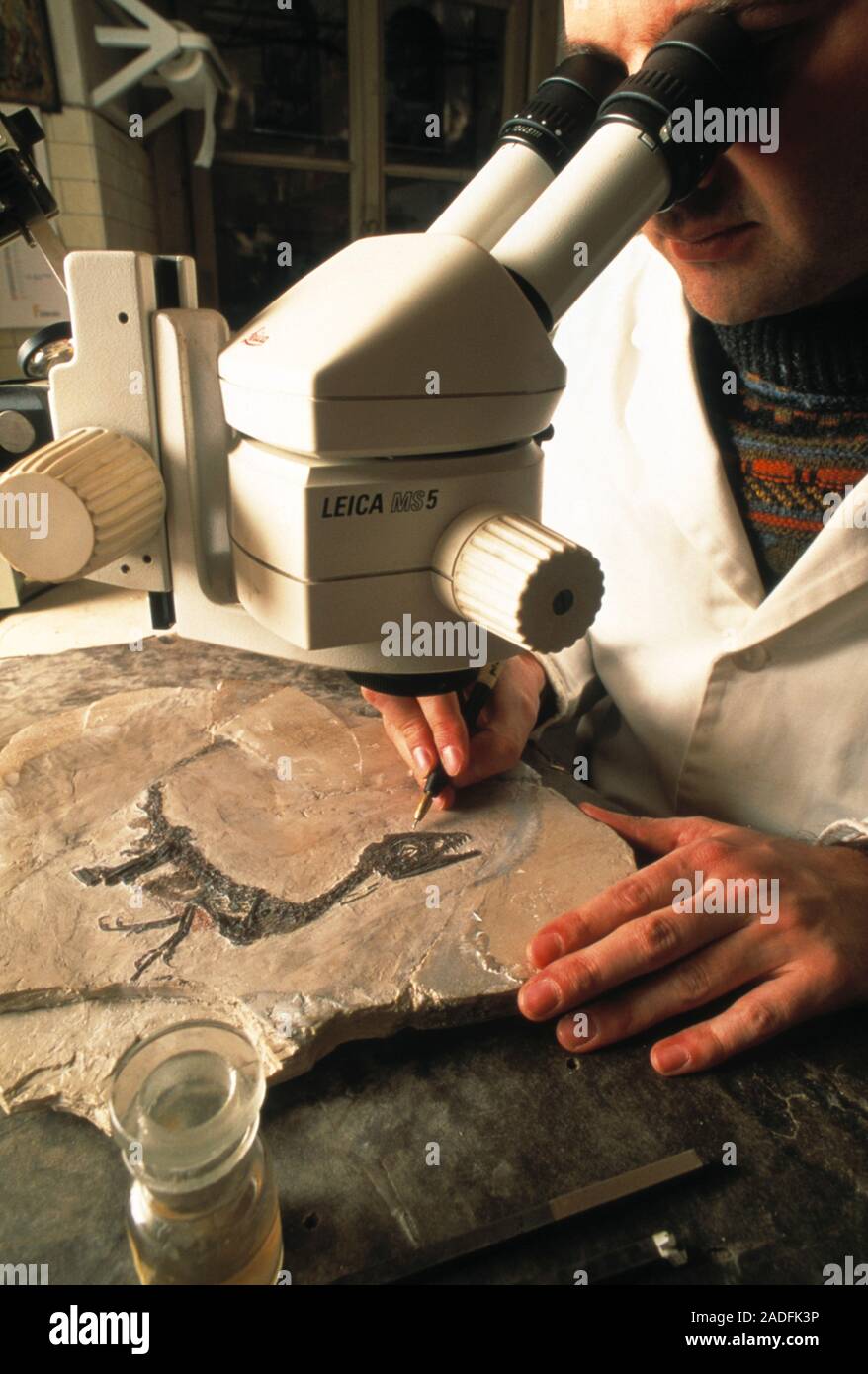 Dinosaur fossil research. View of a researcher cleaning a dinosaur ...