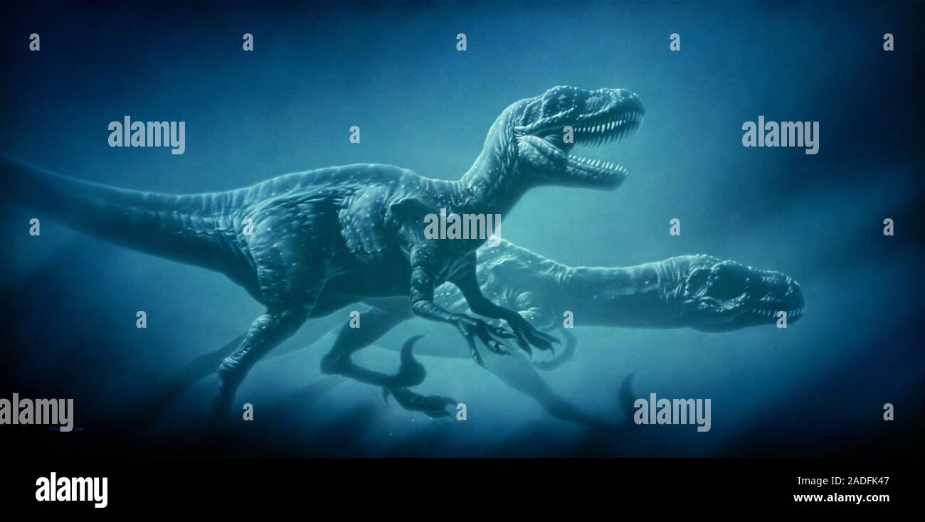 Megaraptor dinosaurs. Artwork of two Megaraptor namunhuaiquii dinosaurs ...