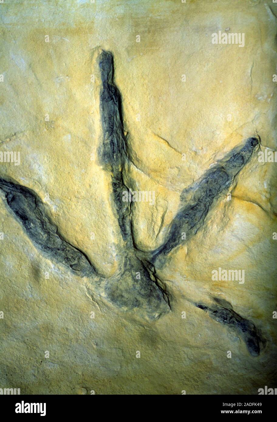 Dinosaur footprint. Dinosaur footprint made by a theropod. The theropod ...