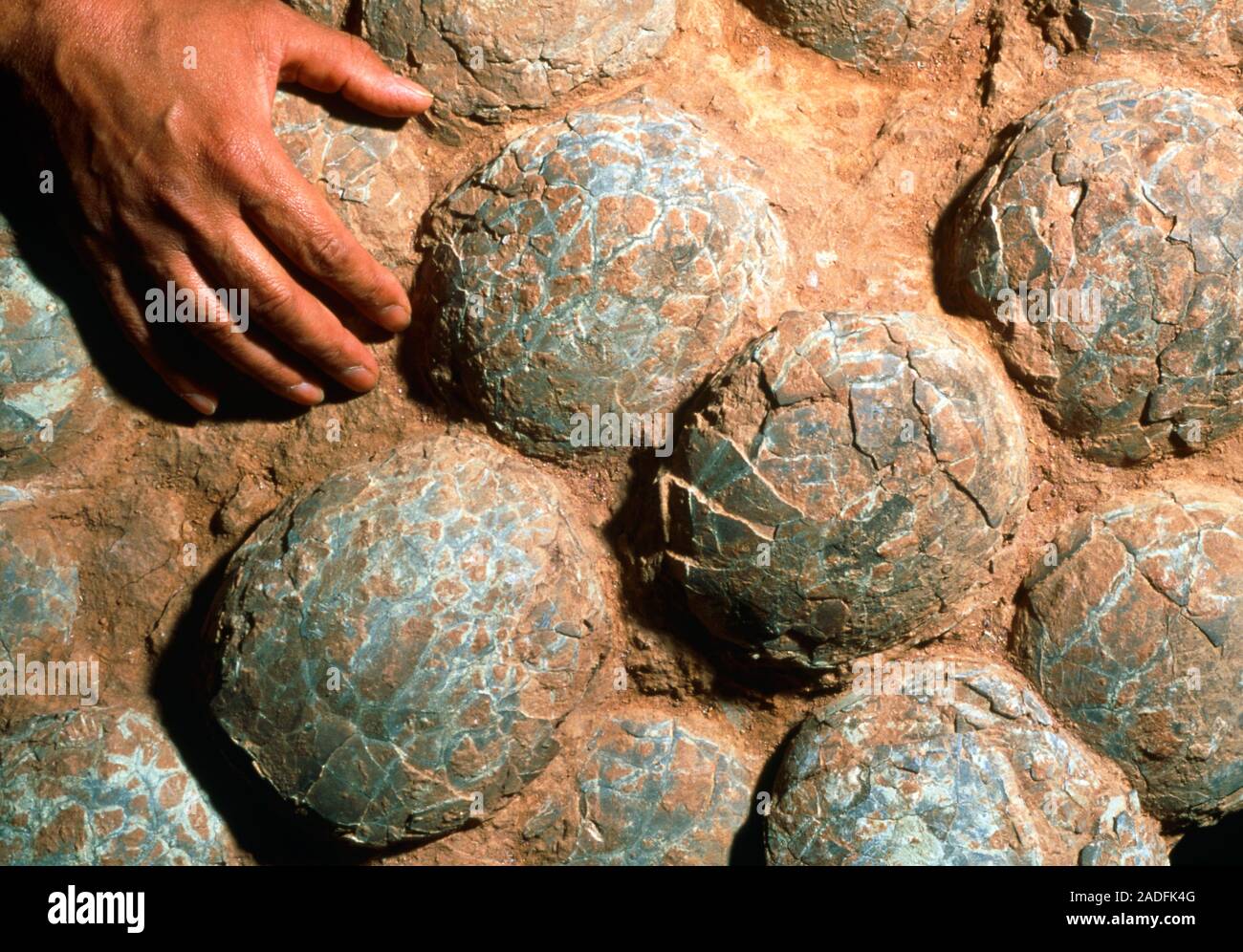 Dinosaur eggs. Group of fossilised eggs laid by a Hadrosaur, a type of ...