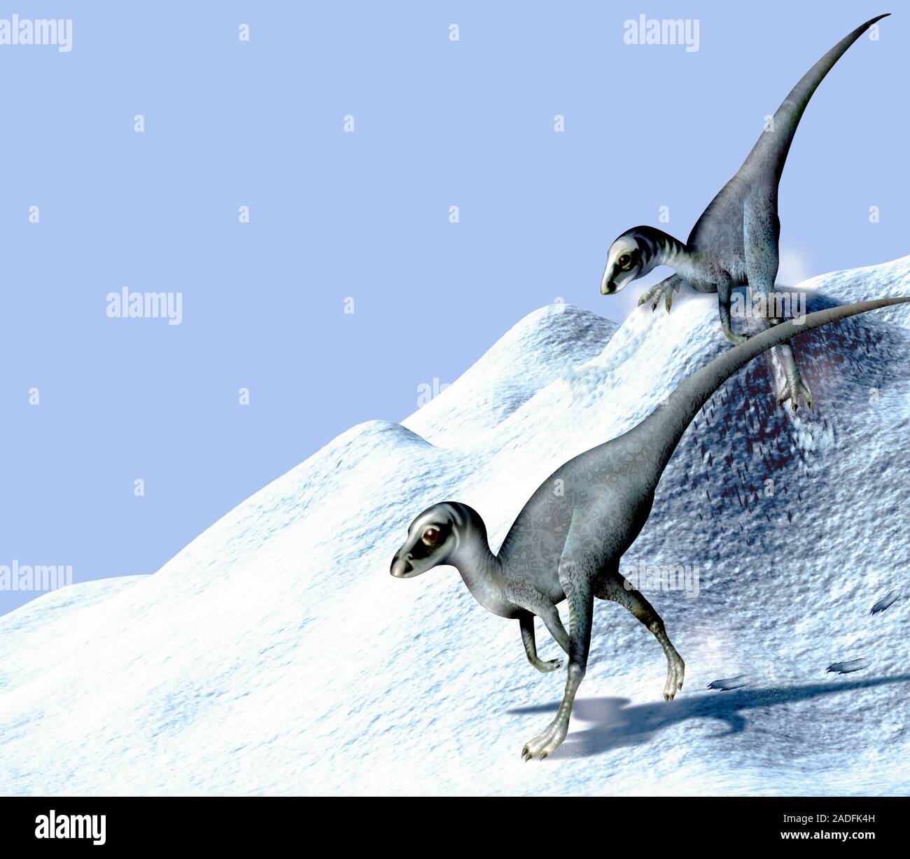 Dinosaurs in snow. Computer illustration of two Hypsilophodontid ...