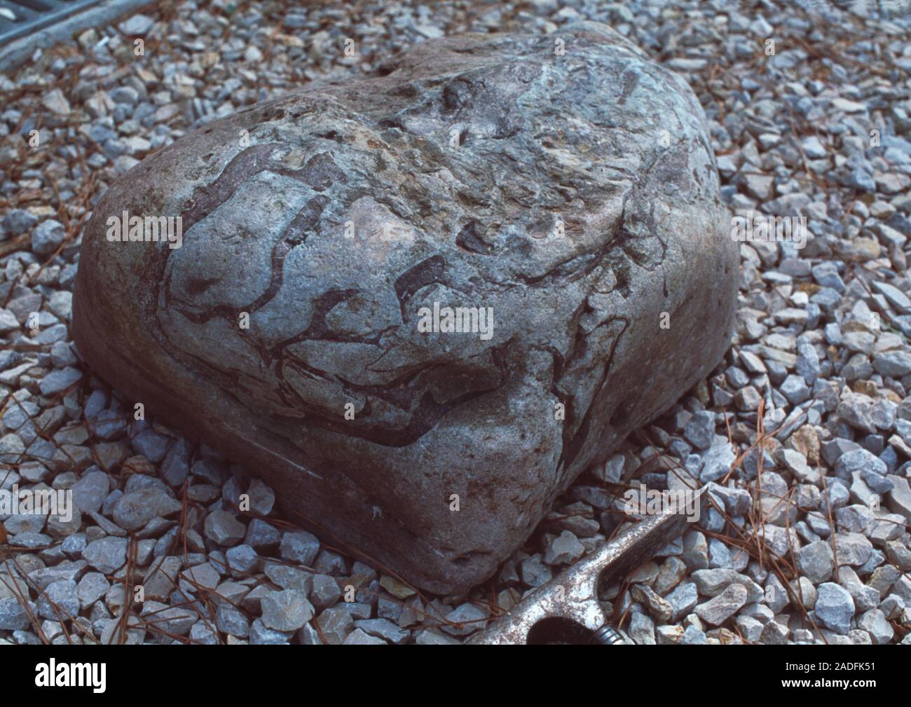 Fossilised bones. Bones (dark areas) of an unidentified dinosaur ...