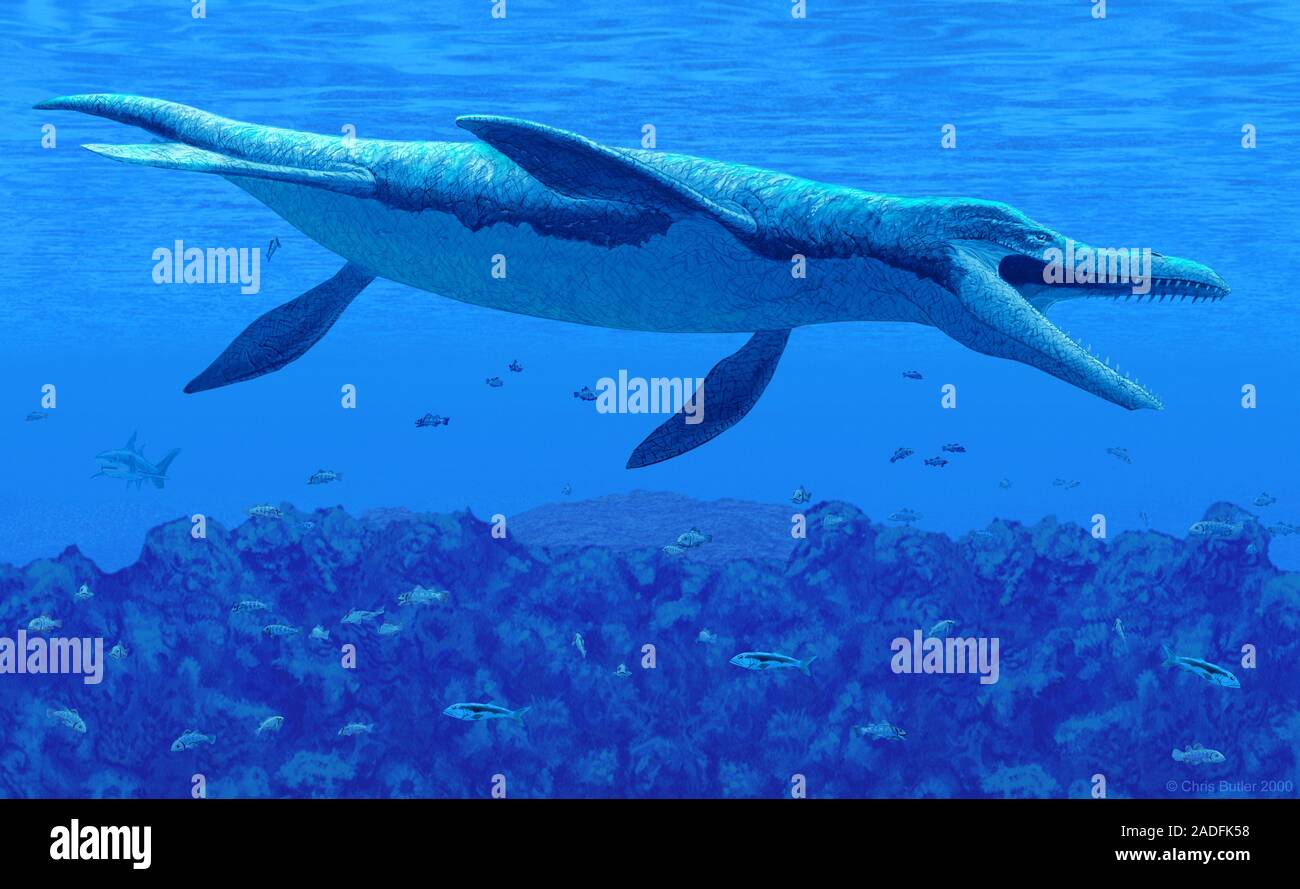 Kronosaurus. Artwork of a Kronosaurus marine reptile swimming ...
