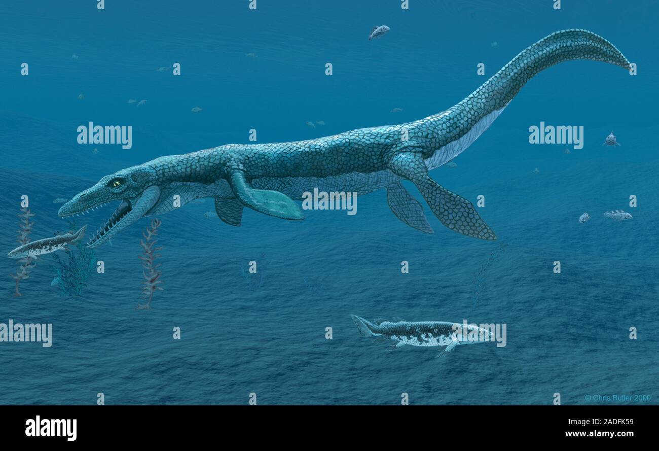 Mosasaurus. Artwork of a Mosasaurus marine lizard swimming underwater ...