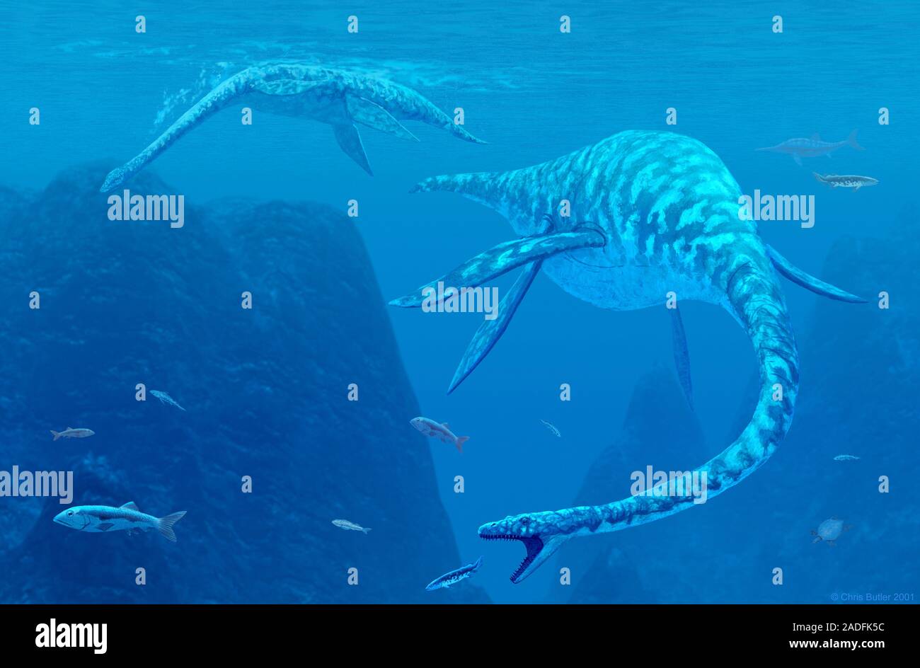 Elasmosaurus. Artwork of two Elasmosaurus marine reptiles swimming ...