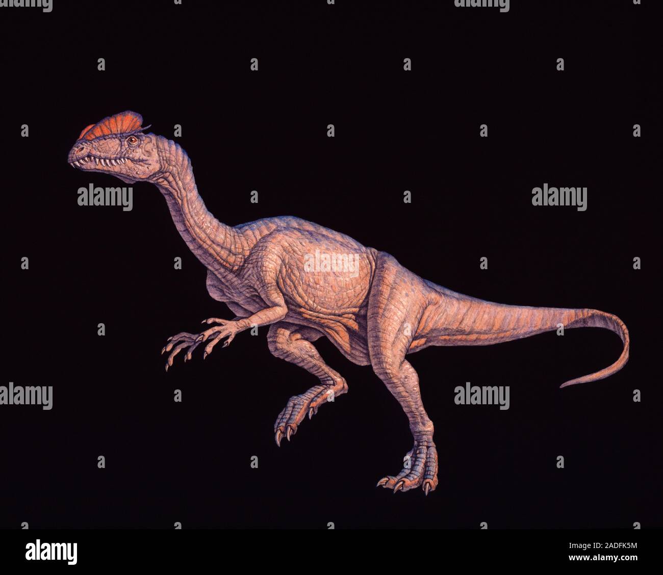 Dilophosaurus dinosaur, artwork. This dinosaur was one of the first ...
