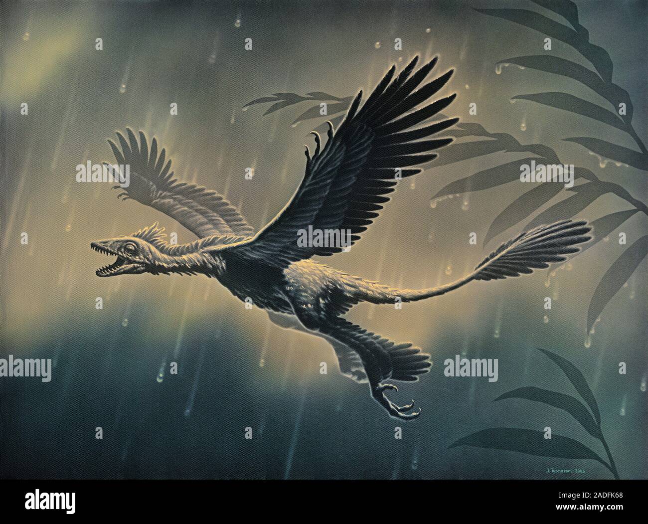 Four-winged dinosaur. Artwork of Microraptor gui, a gliding dinosaur ...