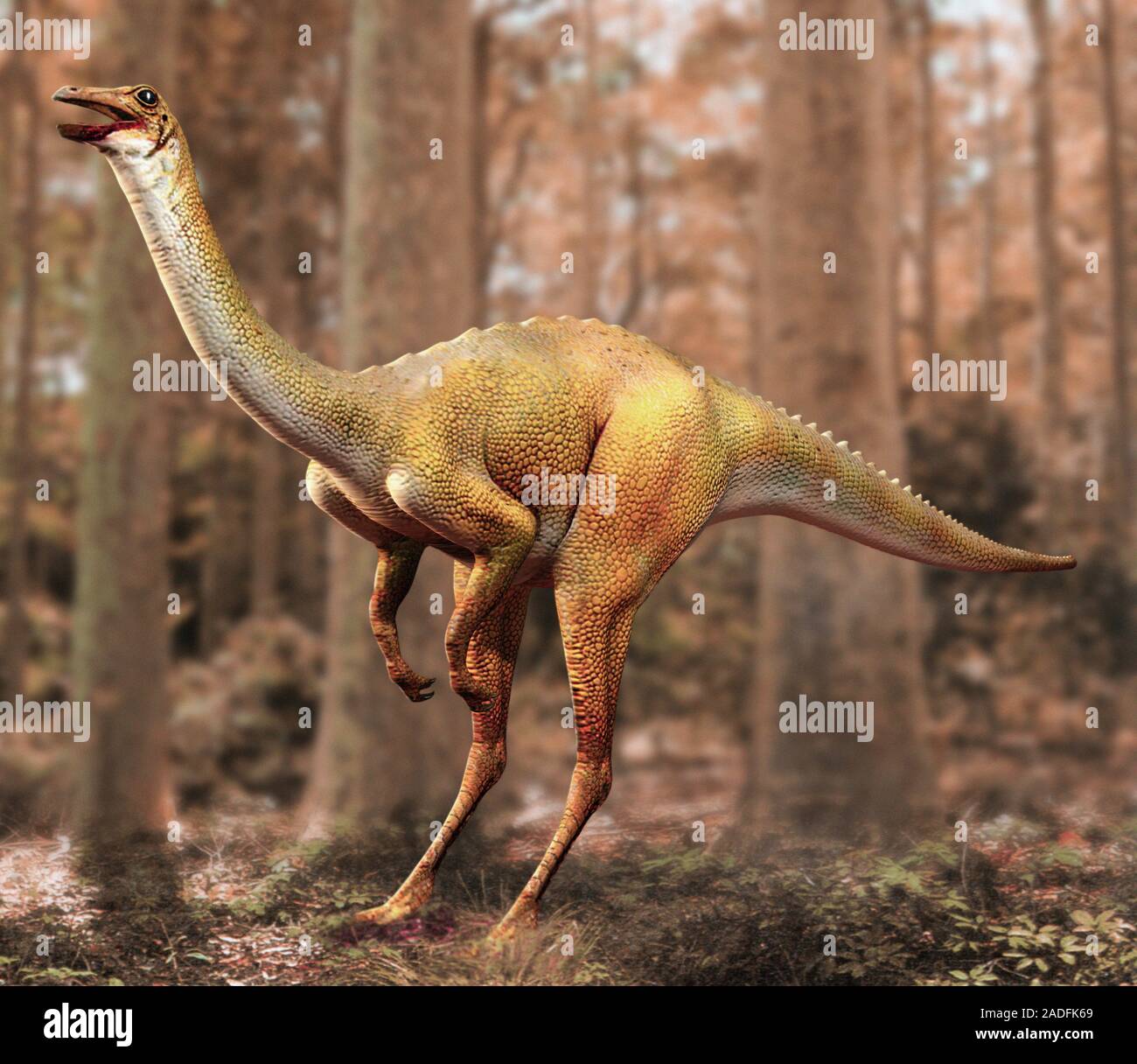 Gallimimus dinosaur. Computer artwork of a Gallimimus sp. dinosaur ...