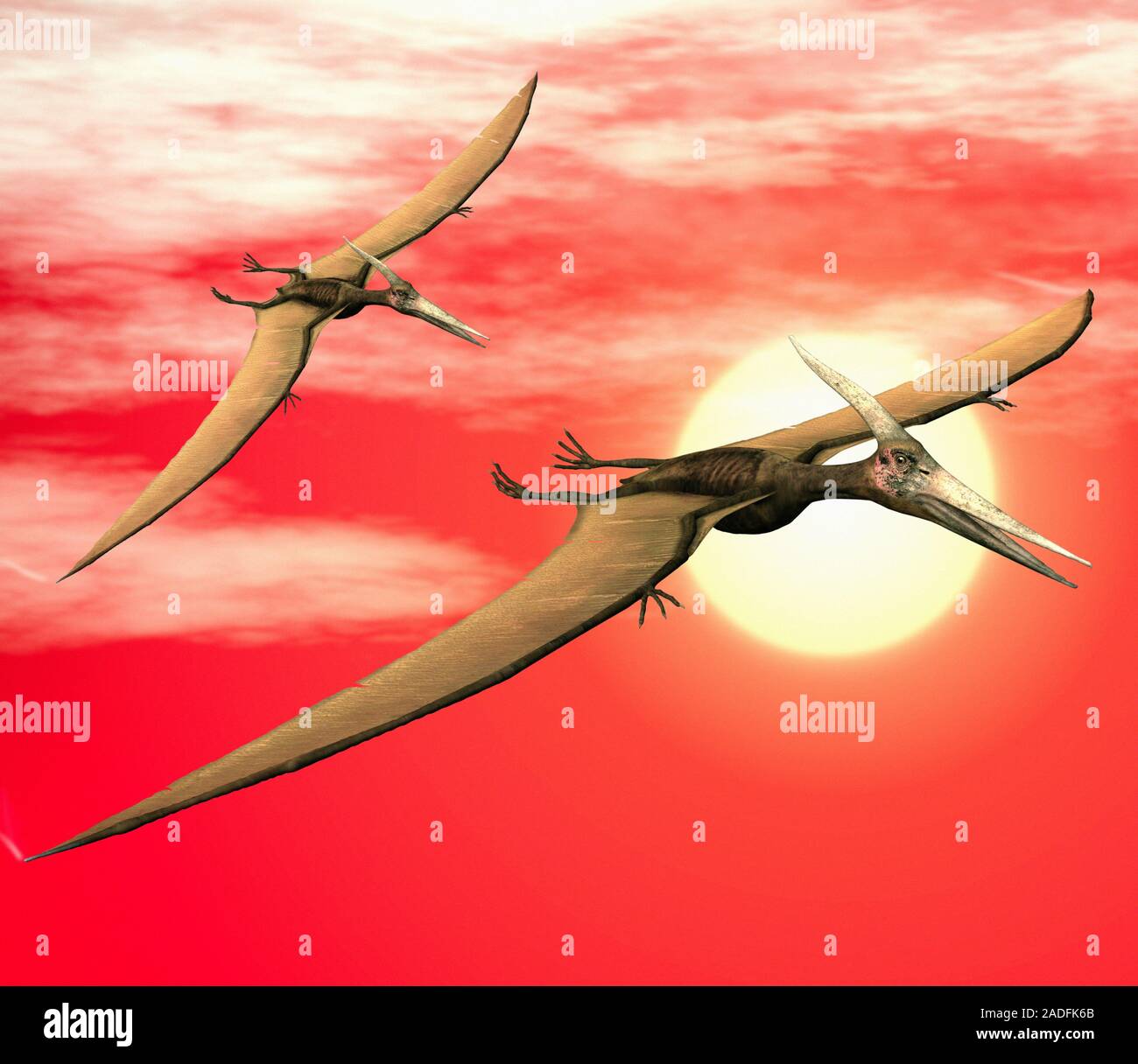 Pteranodons in flight. Computer artwork of two pteranodons (Pteranodon ...
