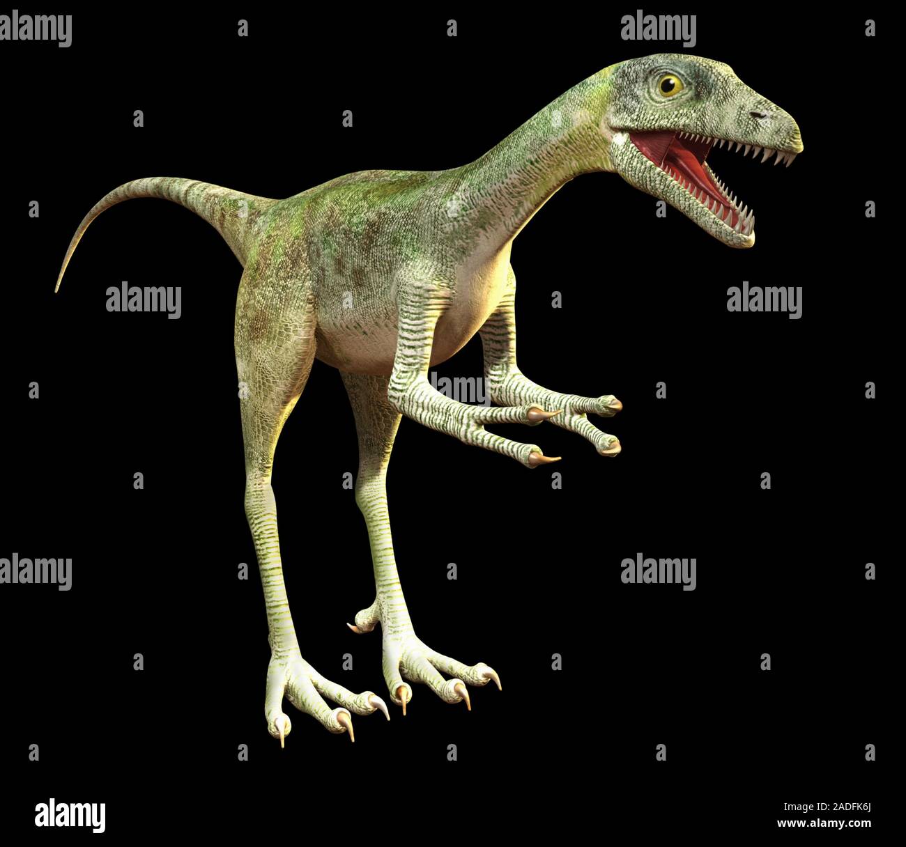Compsognathus dinosaur. Computer artwork of the carnivorous, bipedal ...