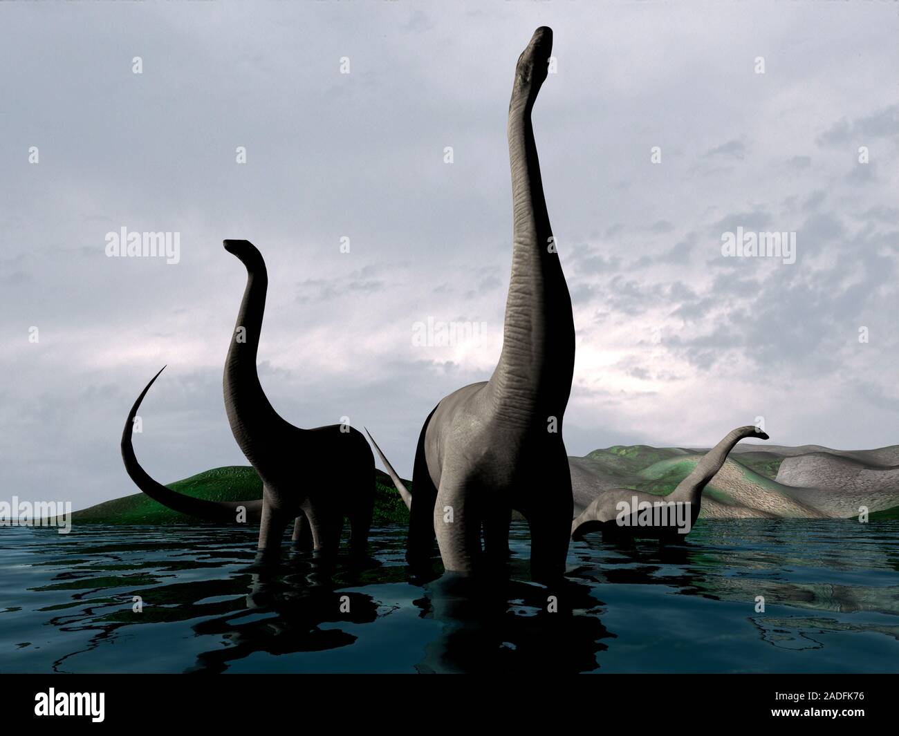 Sauropod dinosaurs. Computer artwork of a family group of sauropod ...