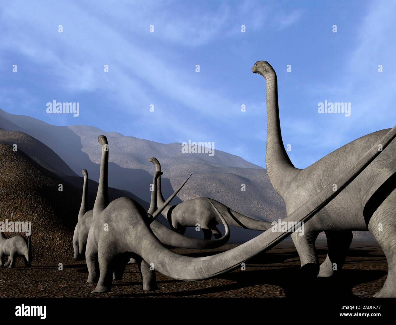 Sauropod dinosaurs. Computer artwork of a group of sauropod dinosaurs ...