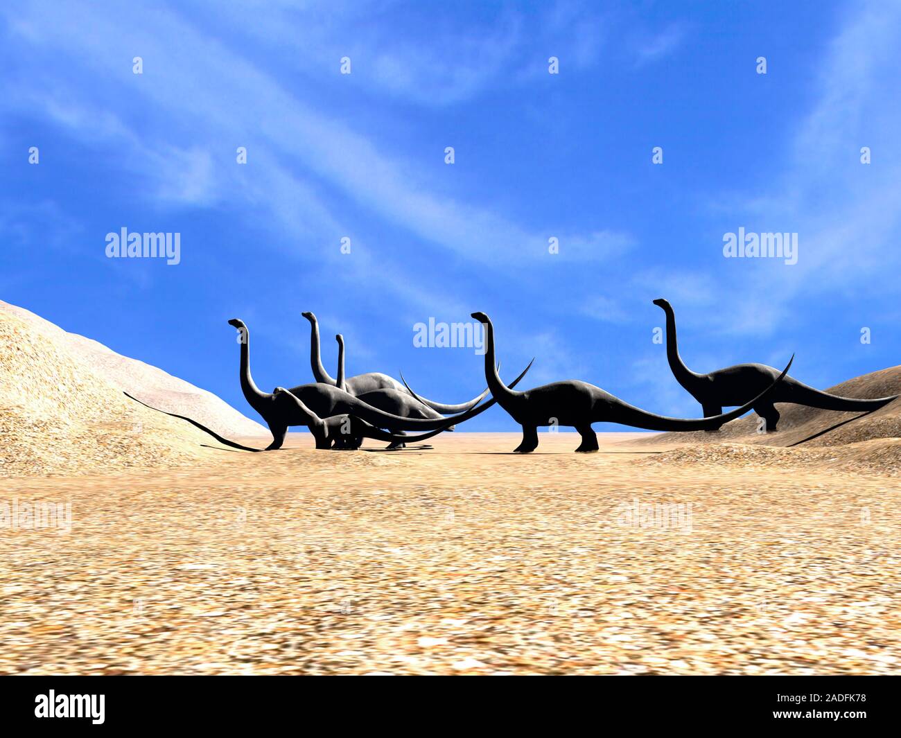 Sauropod dinosaurs. Computer artwork of a group of sauropod dinosaurs ...