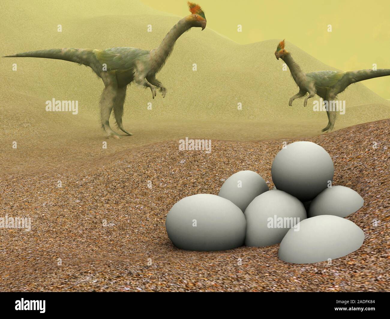 Oviraptor dinosaurs. Computer artwork of two Oviraptor dinosaurs about to feed on eggs from a ...