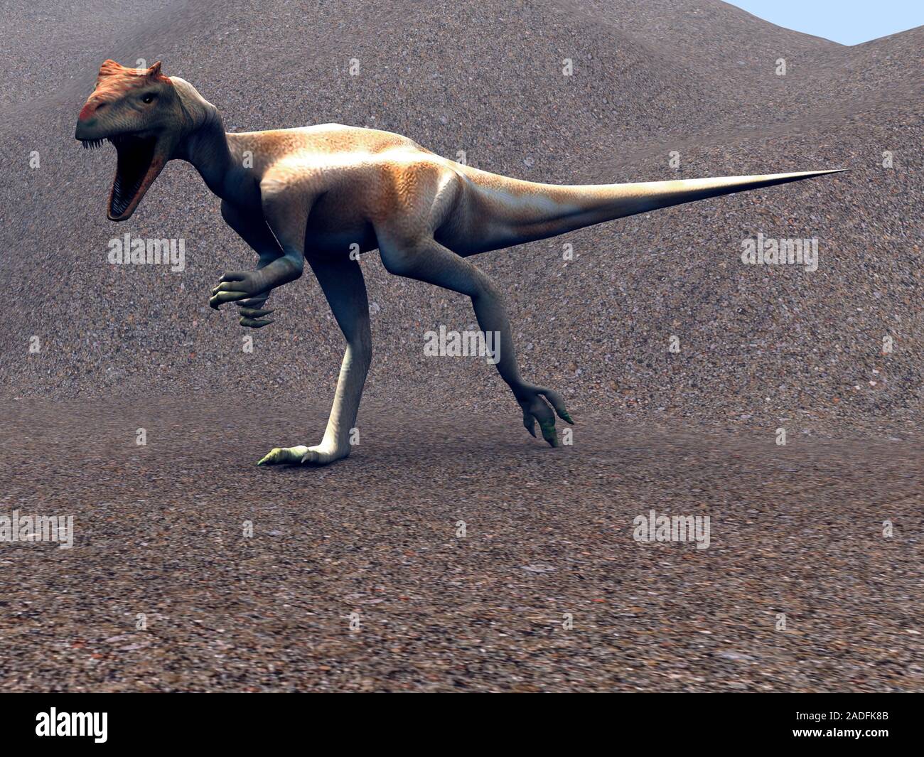 Allosaurus dinosaur, computer artwork. Allosaurus was a large carnivorous dinosaur that was ...