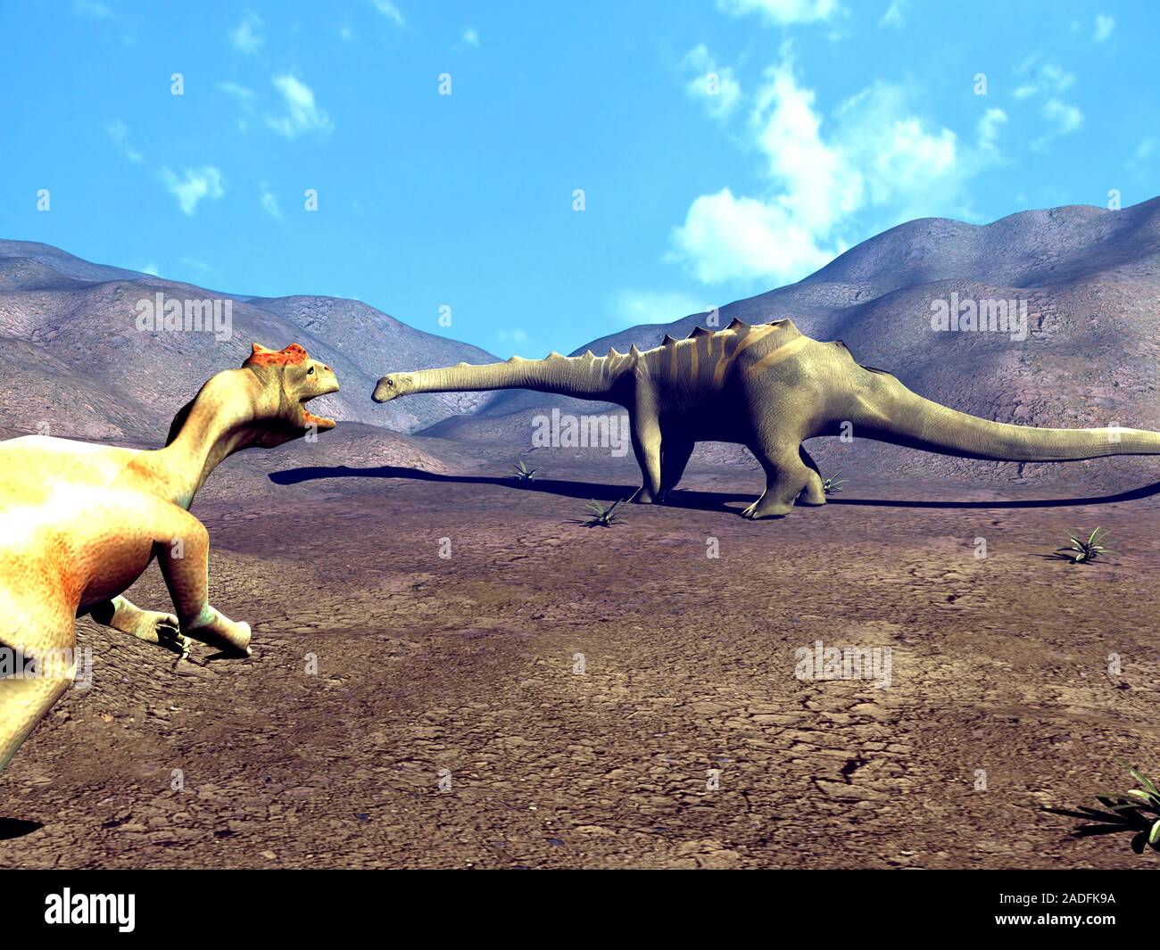 Allosaurus and Diplodocus dinosaurs. Computer artwork of an Allosaurus dinosaur (lower left ...