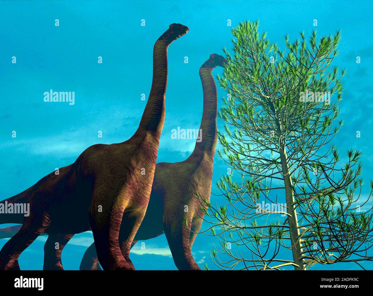 Brachiosaurus dinosaurs, computer artwork. Brachiosaurus was the ...