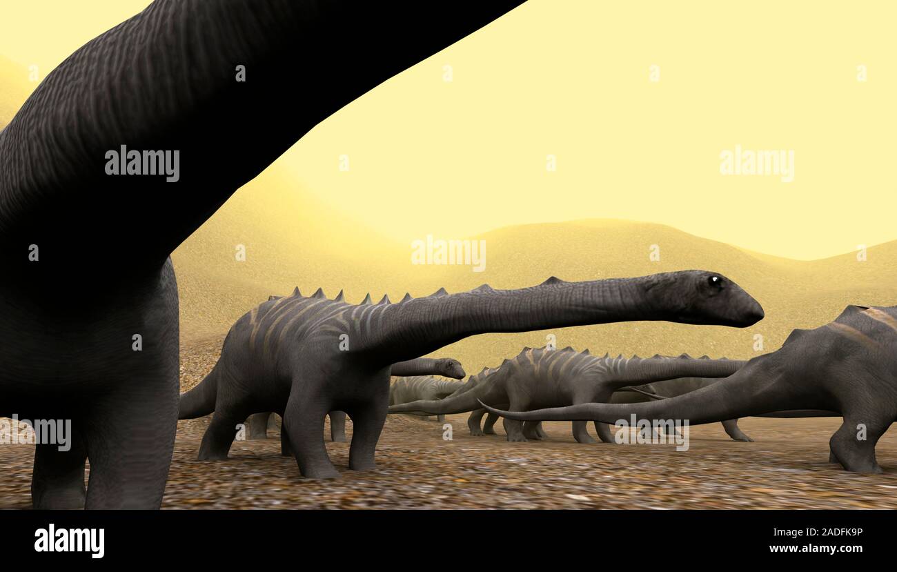 Diplodocus dinosaur herd, computer artwork. Diplodocus was a giant ...