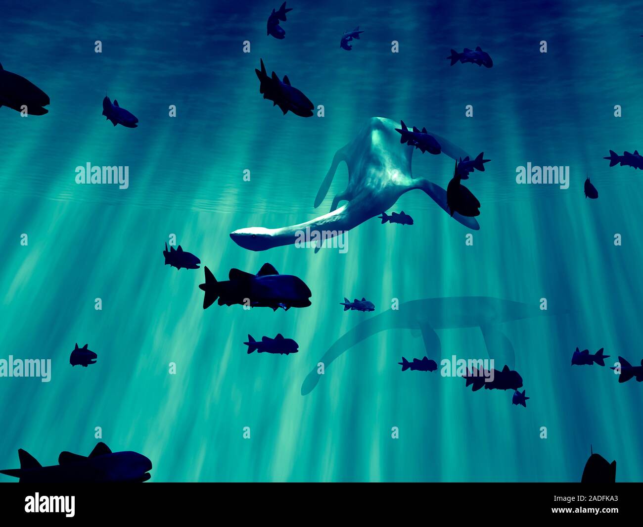 Plesiosaurs hunting fish, computer artwork. Plesiosaurs were marine ...