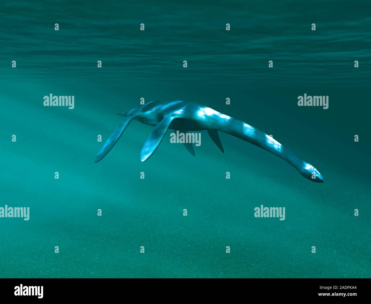 Plesiosaur, computer artwork. Plesiosaurs were marine reptiles that ...
