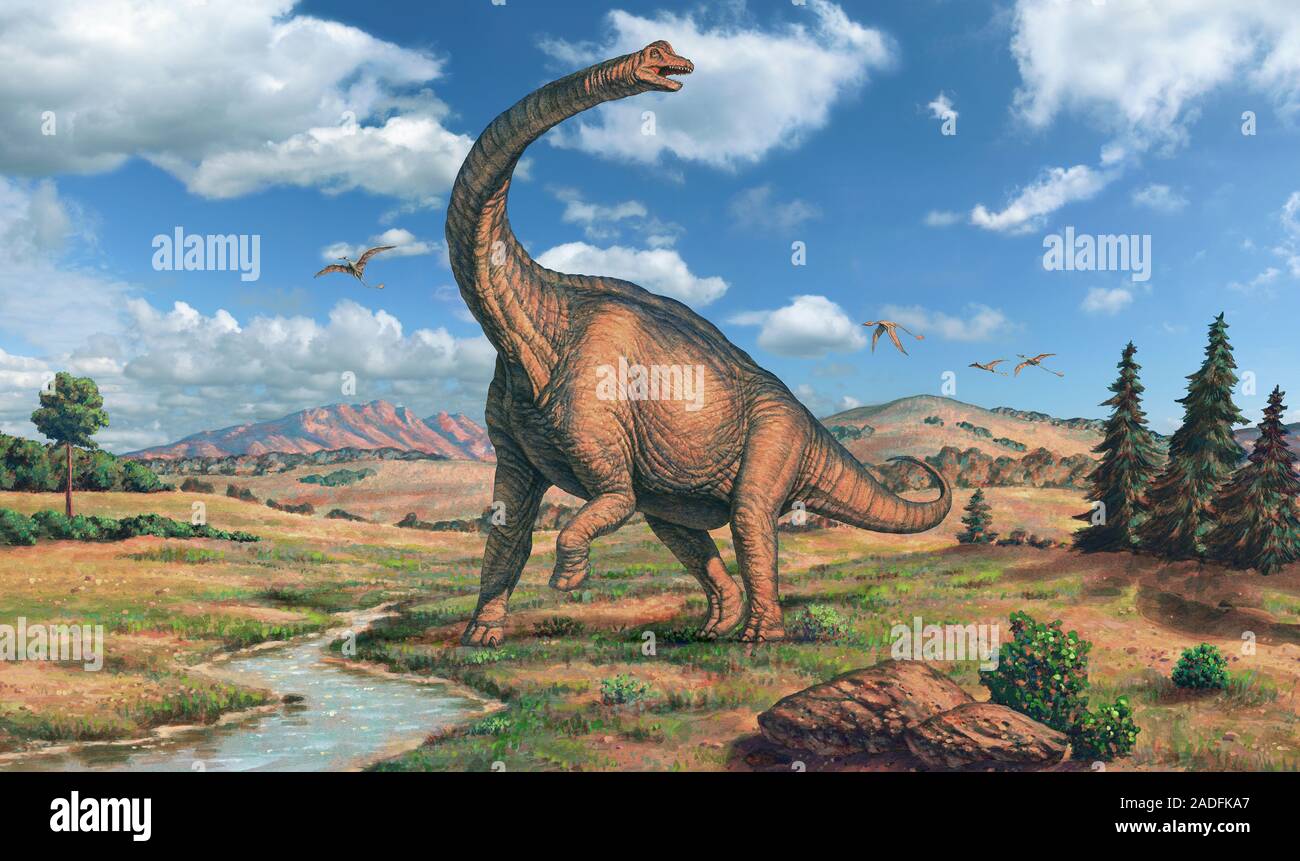 Brachiosaurus dinosaur, artwork. Brachiosaurus was the tallest dinosaur ...