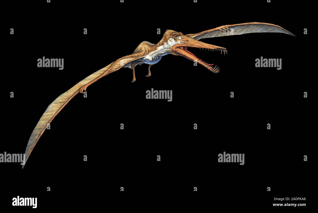 Cearadactylus pterosaur, artwork. Cearadactylus was a flying reptile ...