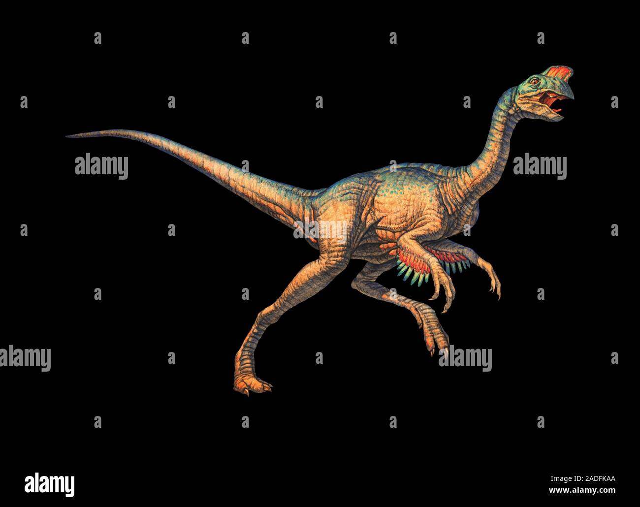 Oviraptor dinosaur, artwork. Oviraptor was a small bird-like dinosaur ...