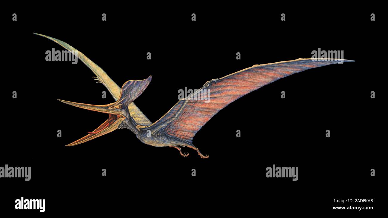 Pteranodon pterosaur, artwork. Pteranodon was a flying reptile that ...