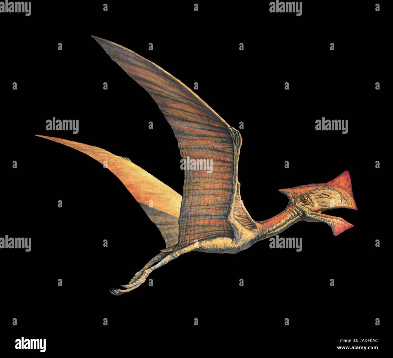 Tapejara pterosaur, artwork. Tapejara was a flying reptile that ...