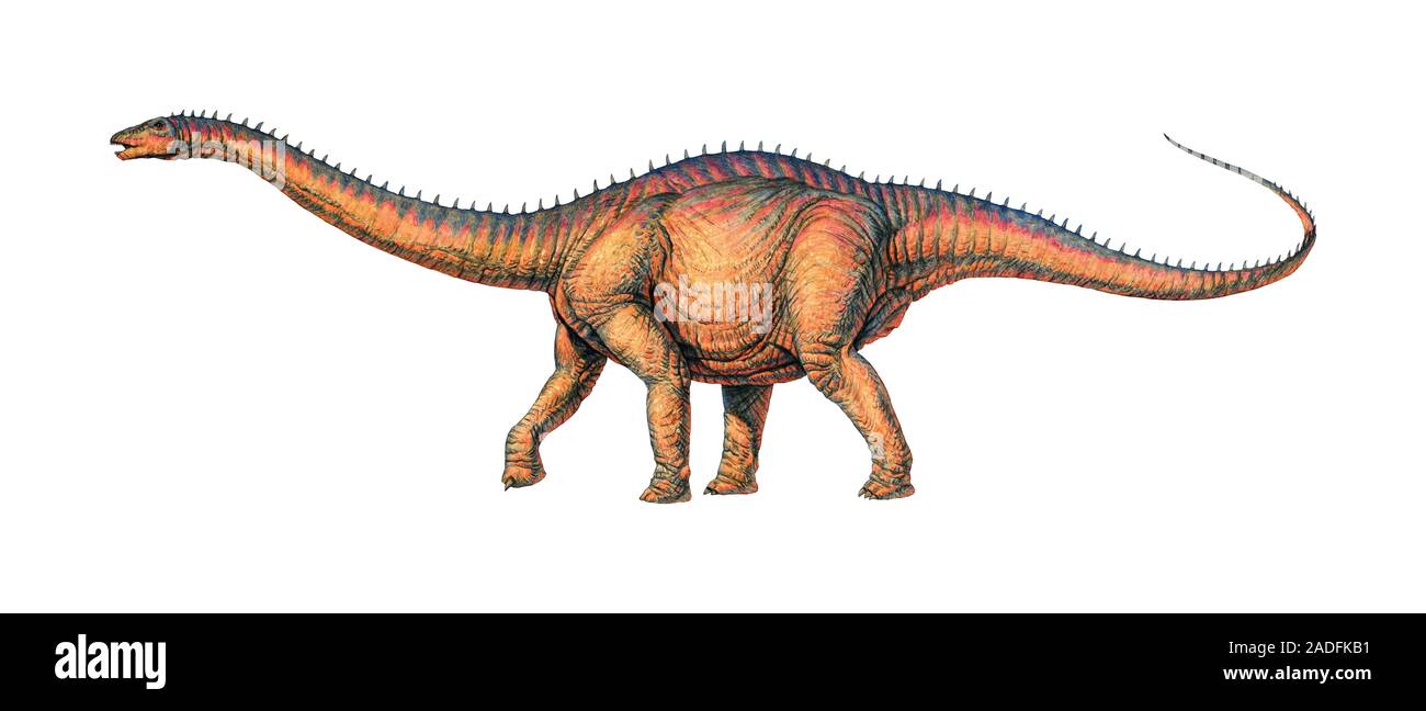 Apatosaurus dinosaur, artwork. Apatosaurus was a long-necked herbivore ...