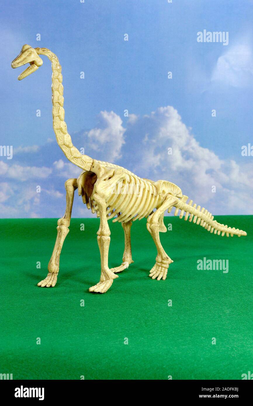 Brachiosaurus dinosaur skeleton. Model of a Brachiosaurus skeleton ...