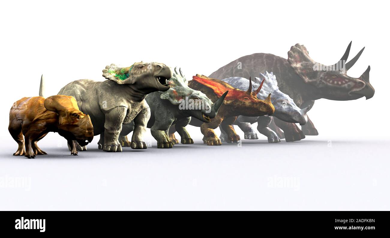 Ceratopsian dinosaurs, computer artwork. Seen here from right are a ...