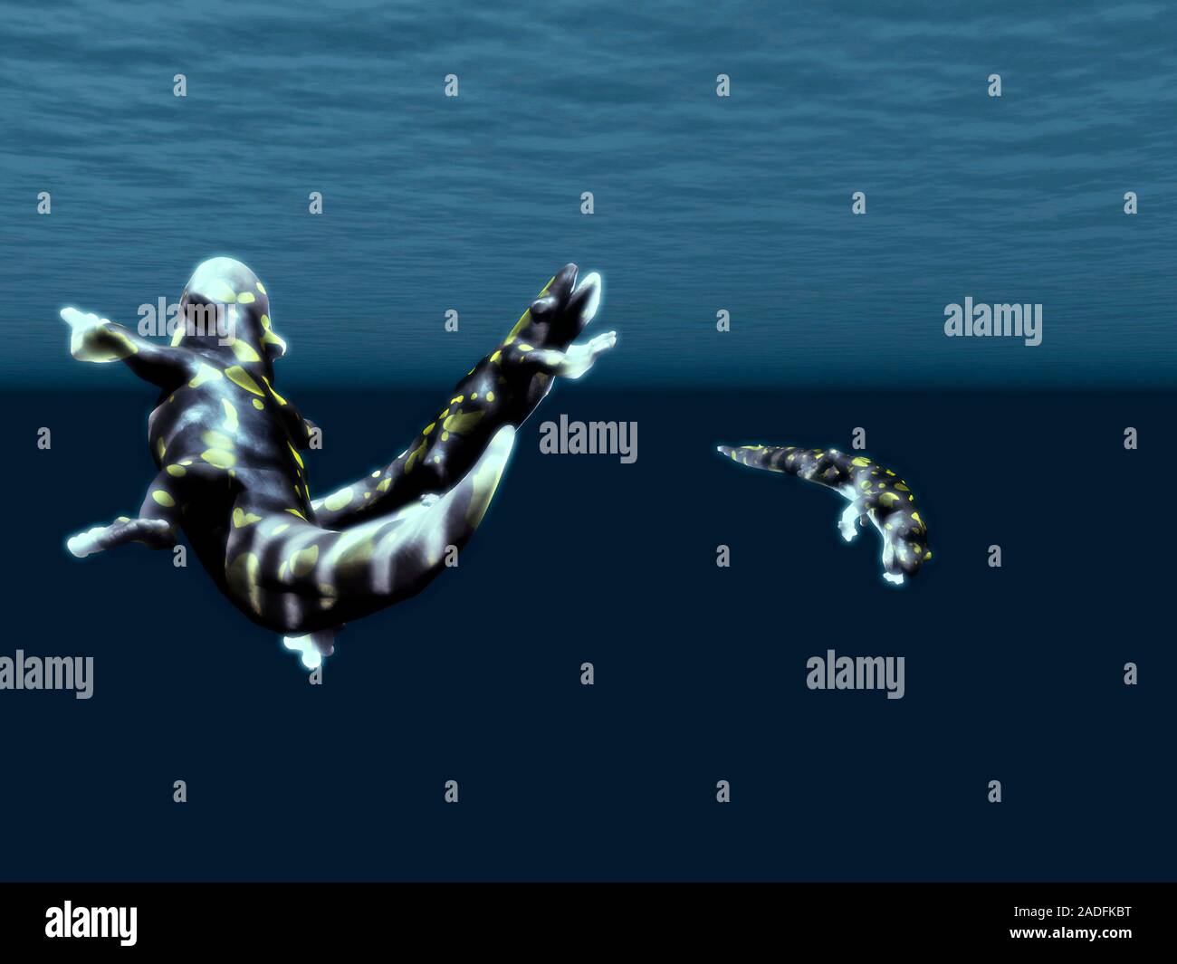Tetrapods. Computer artwork of three tetrapods swimming. The first ...