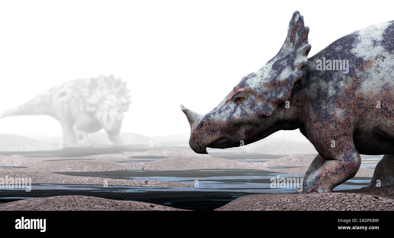Monoclonius dinosaur, computer artwork. This beaked herbivore lived in North America and Asia ...
