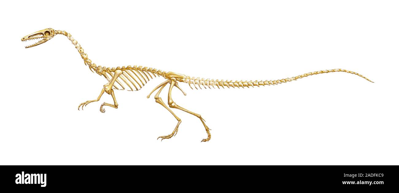 Coelophysis dinosaur skeleton, artwork. Coelophysis was one of the ...