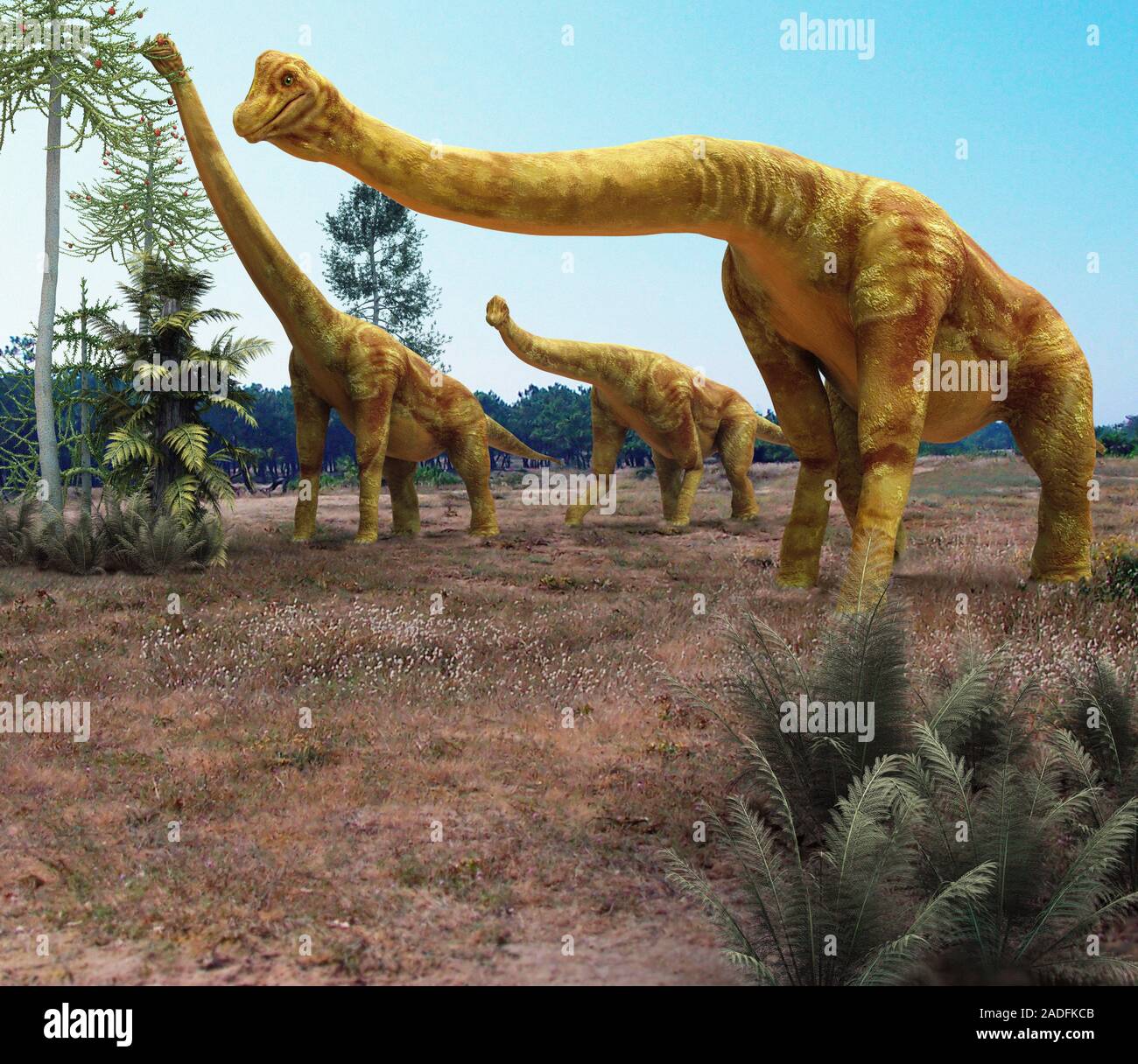 Brachiosaurus dinosaurs, computer artwork. Brachiosaurus was the ...