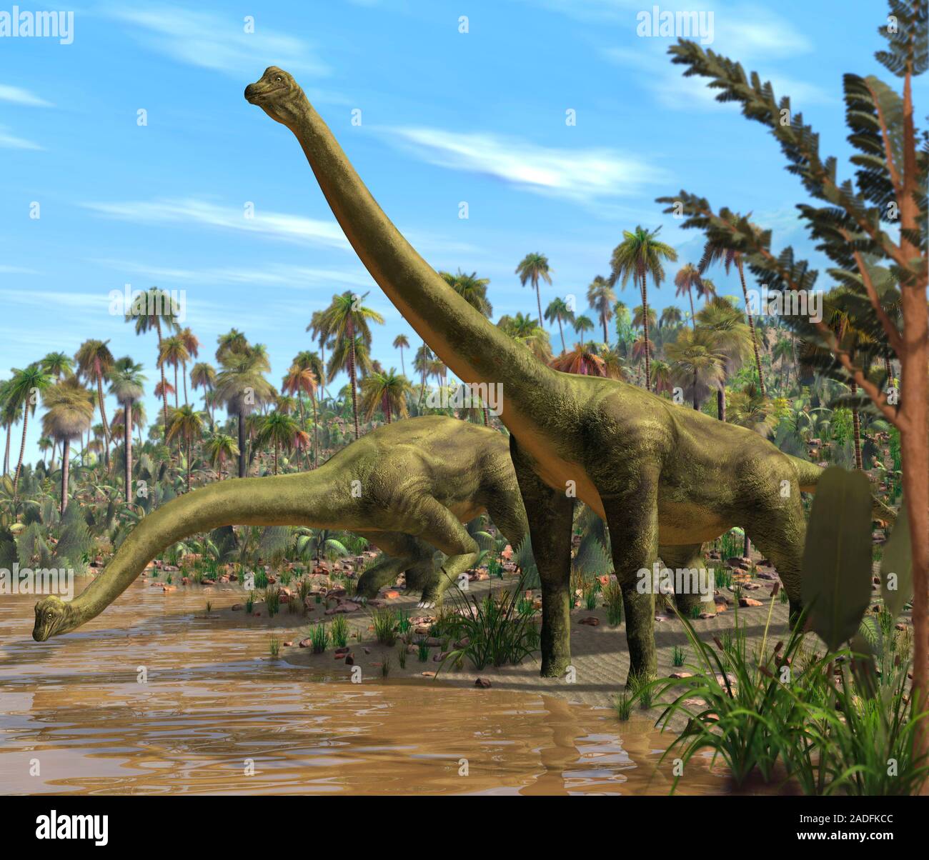 Brachiosaurus dinosaurs at water, computer artwork. Brachiosaurus was ...