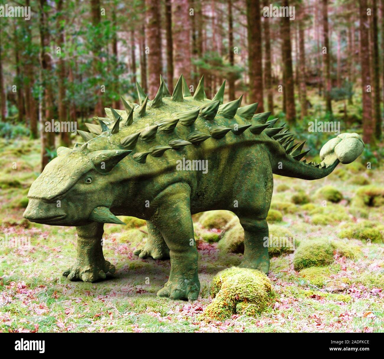 Talarurus dinosaur, computer artwork. Talarurus was an armoured ...