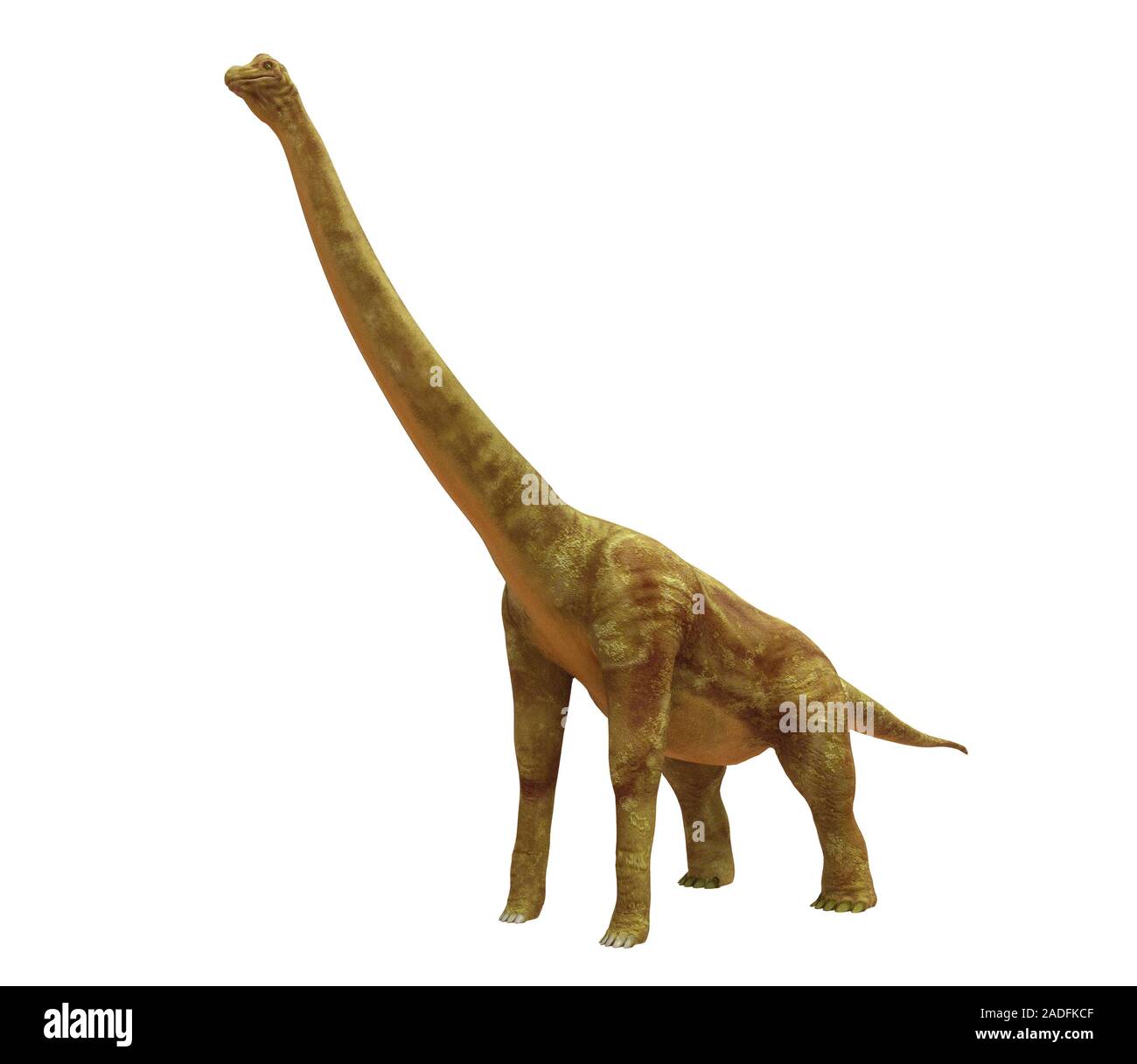 Brachiosaurus dinosaur, computer artwork. Brachiosaurus was the tallest ...