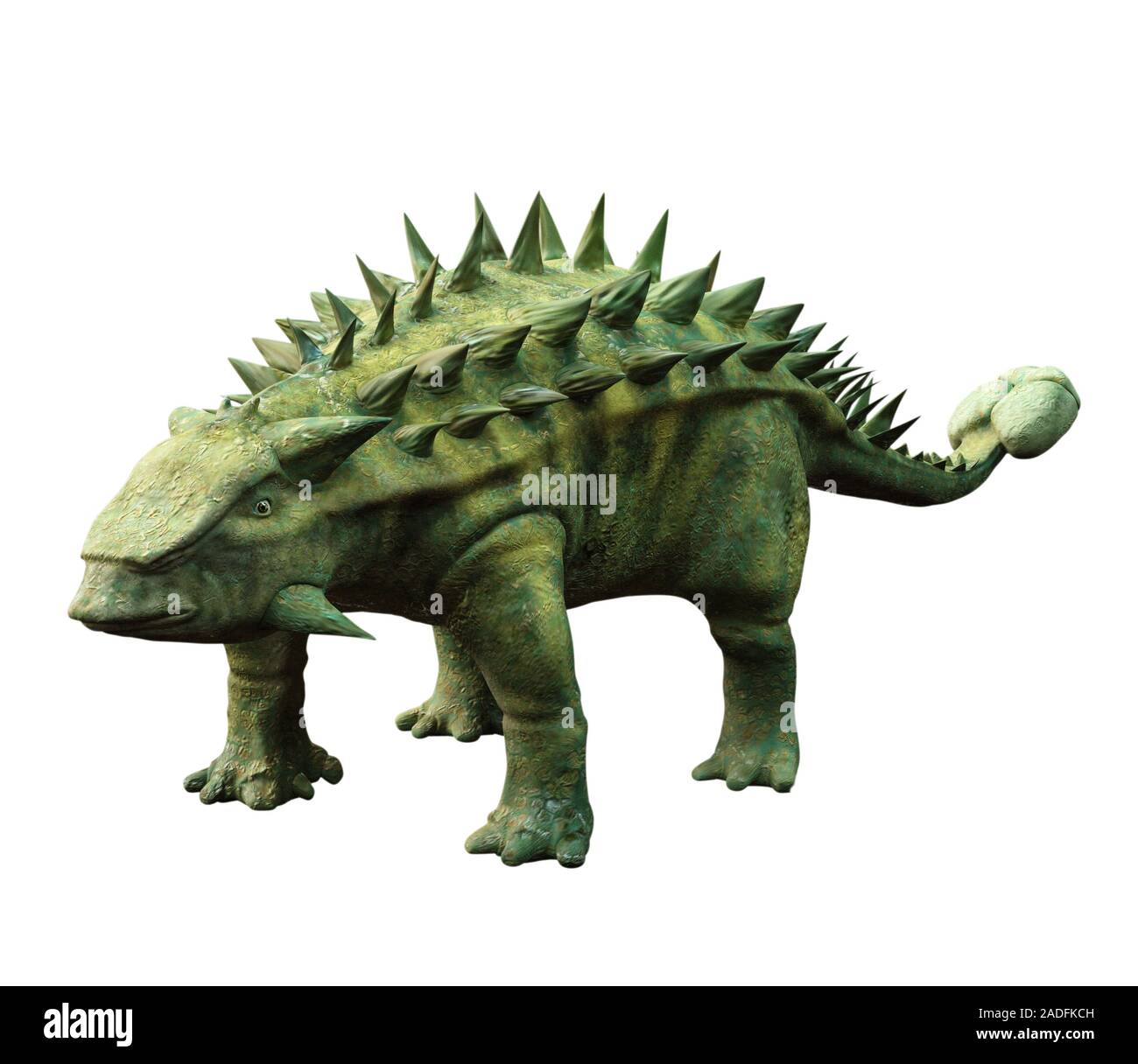 Talarurus dinosaur, computer artwork. Talarurus was an armoured ...