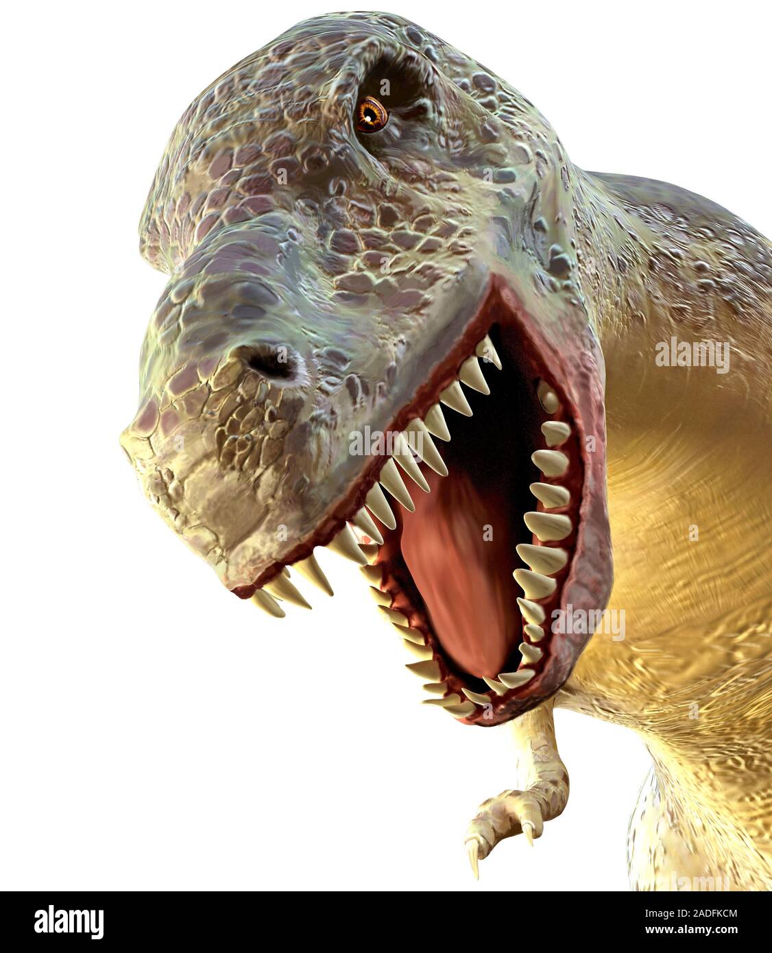 Tyrannosaurus rex dinosaur, computer artwork. T. rex was one of the ...