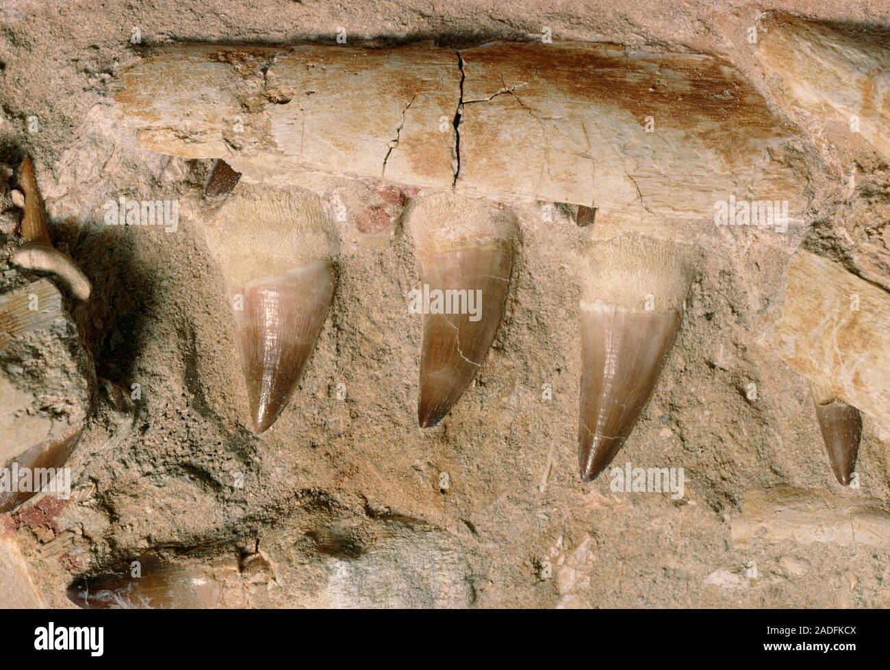 Fossilised mosasaur teeth. The mosasaur was a large marine reptile that ...