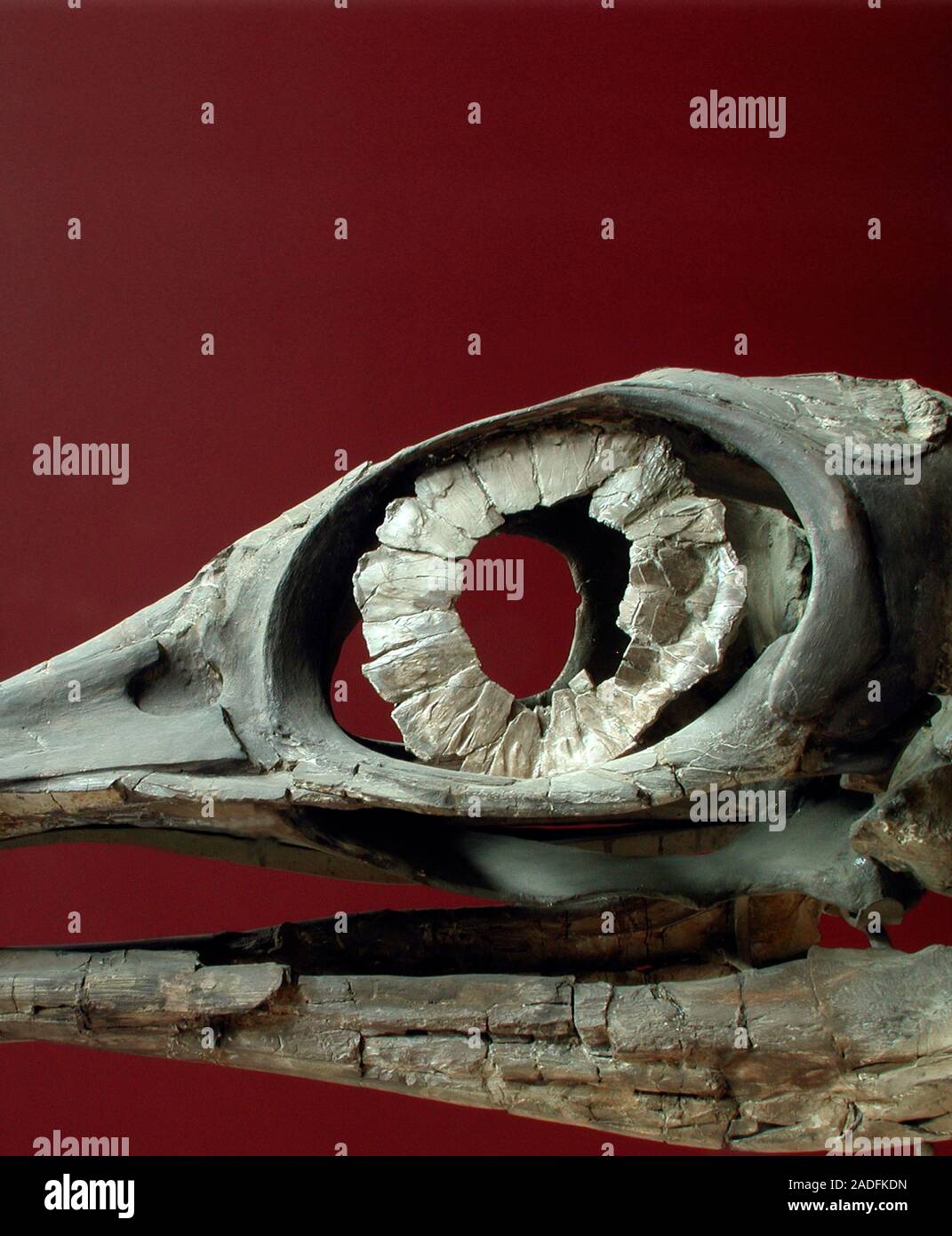 Fossilised ichthyosaur skull. Close-up of the eye- socket of an ...