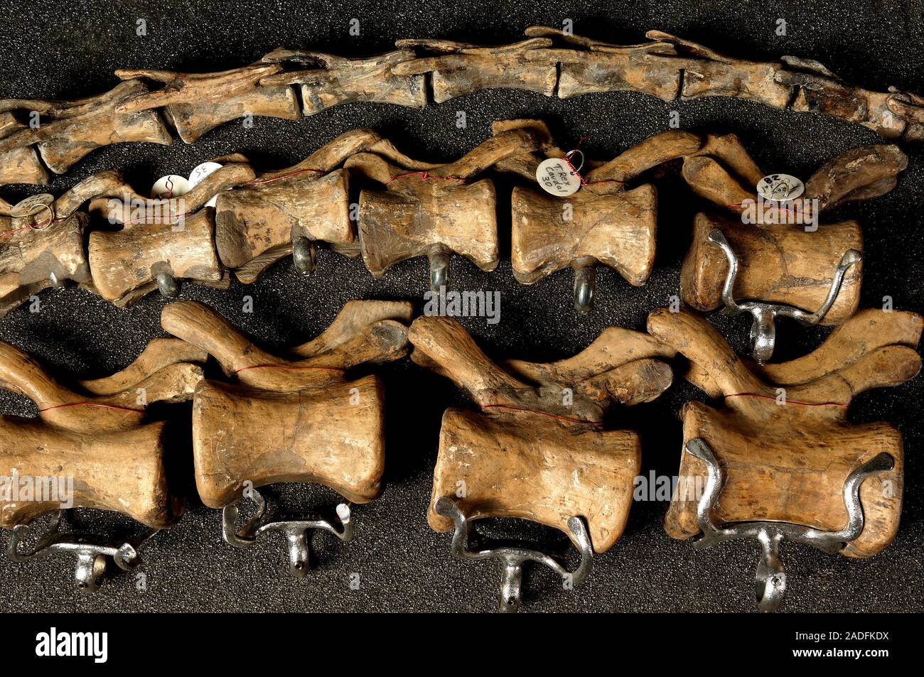 Tyrannosaurus rex caudal bones. Fossilised Tyrannosaurus rex (T-rex ...