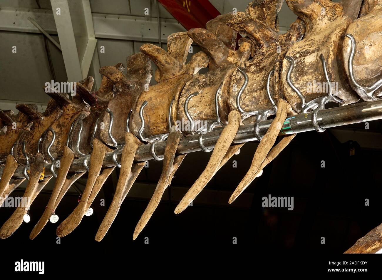 Tyrannosaurus rex skeleton. Fossilised Tyrannosaurus rex (T-rex) tail ...