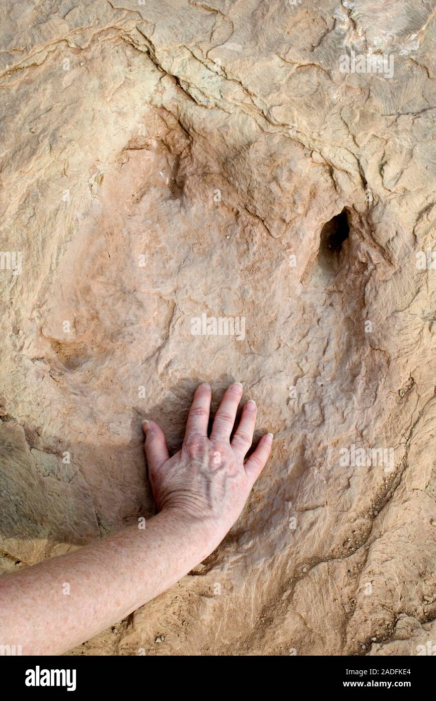 Fossilised Allosaurus footprint being compared with a man's hand. This ...
